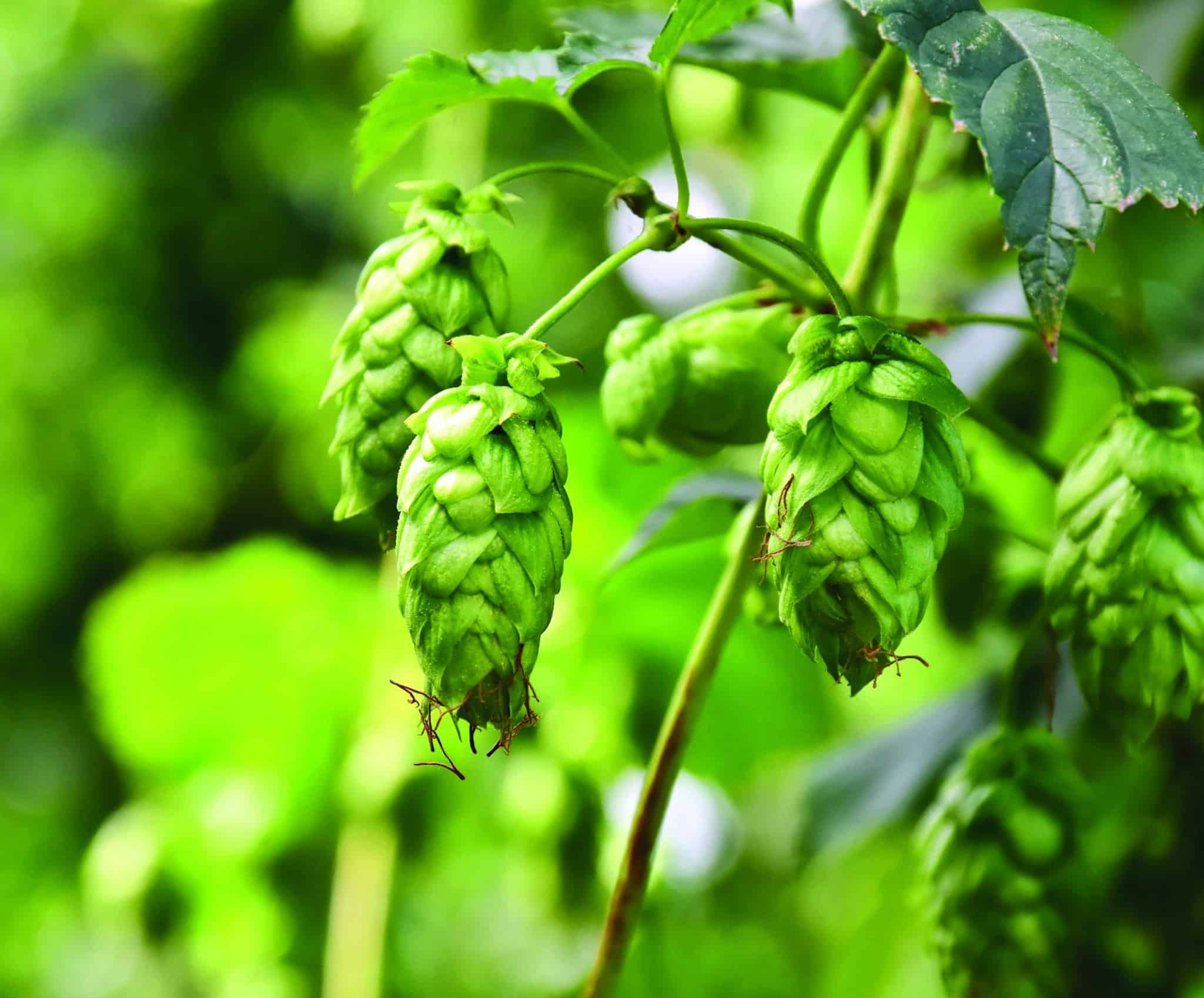 Um brinde ao lúpulo! Tecnologia, volume e qualidade em cultivo na ...