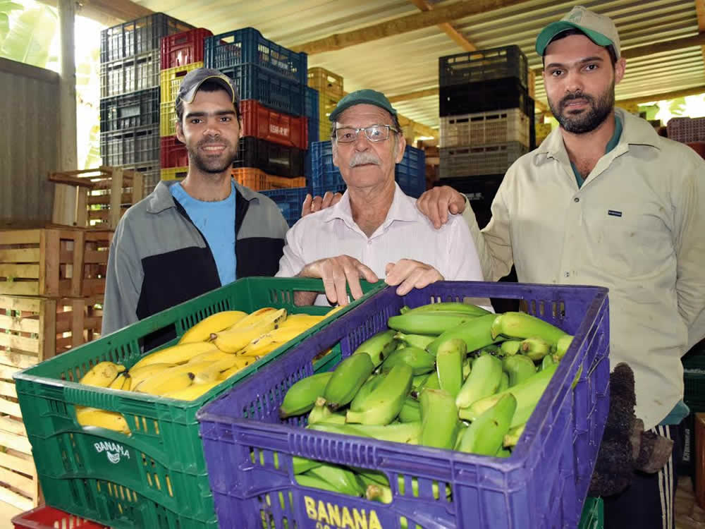 Alfredo Chaves concentra maior área plantada de banana vitória do ...